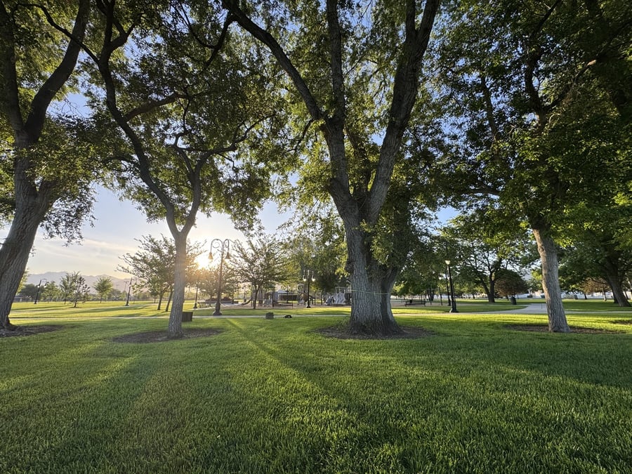 Top 5 Drought-Tolerant Colorado Trees