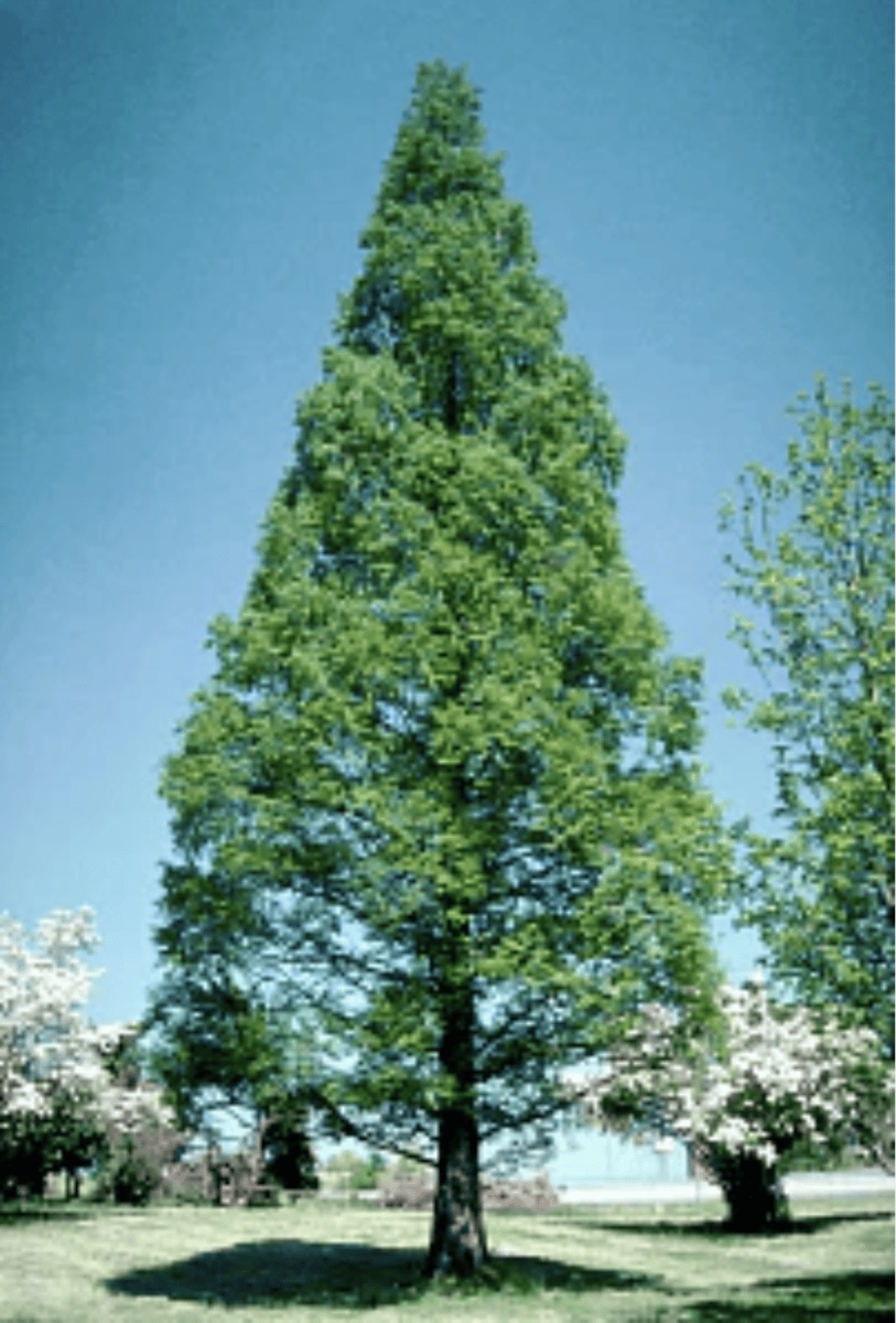 Deciduous Conifers: Clearing Up Evergreen vs. Conifer Confusion