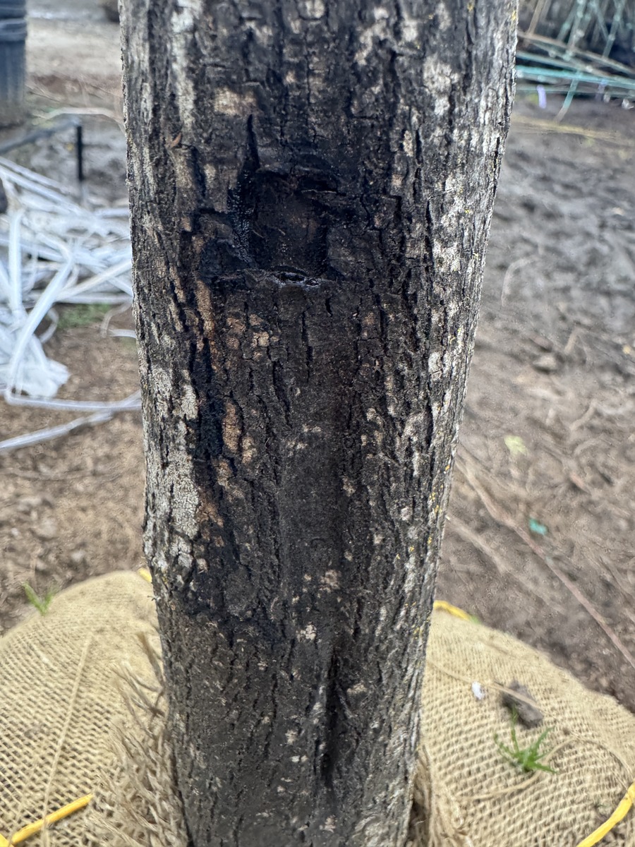 Tree Diseases: A Closer Look at Tree Canker Tree