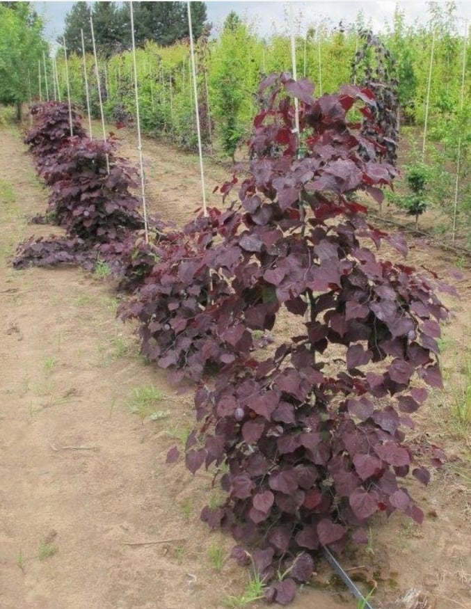 Tree Spotlight: Redbud
