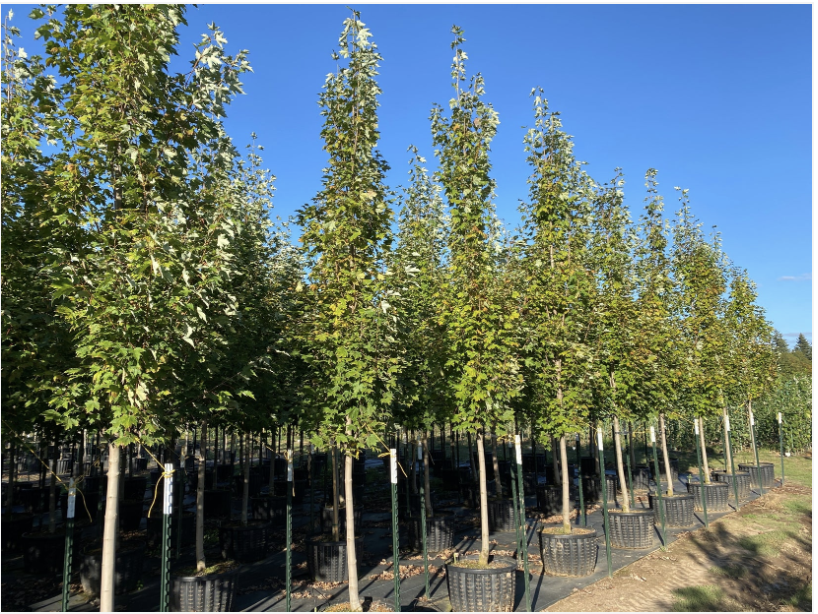 Pacific Northwest Trees: Choosing the Best Nursery Trees