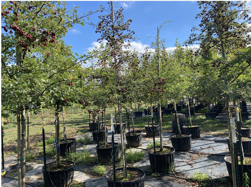 Tree Spotlight: Russian Hawthorn
