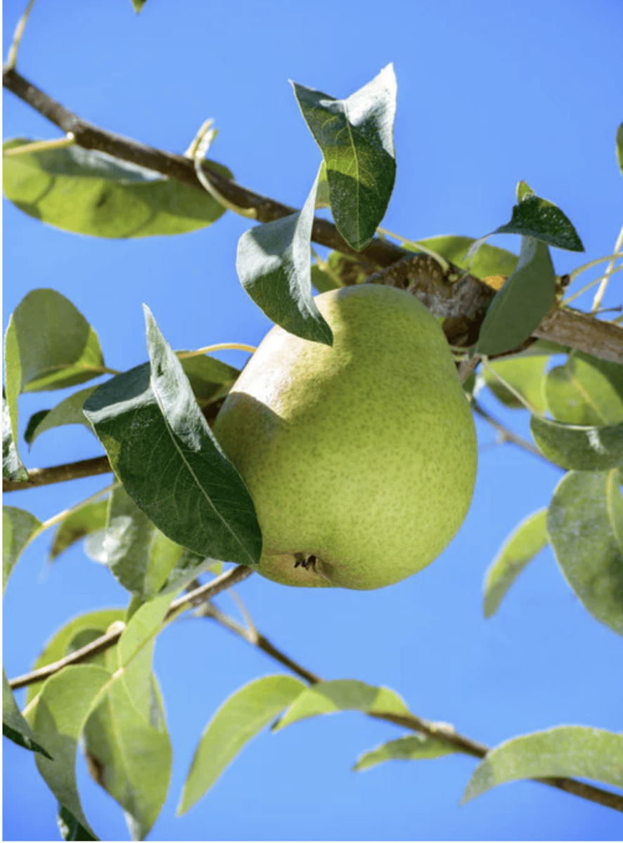 Fruit Tree Pruning: A Guide to Best Practices