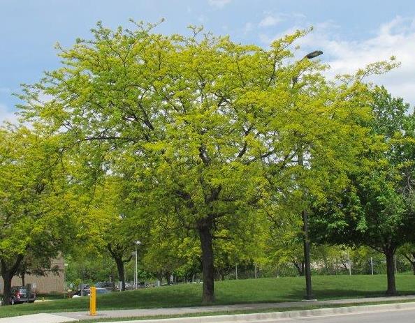 Top Drought-Tolerant Utah Trees