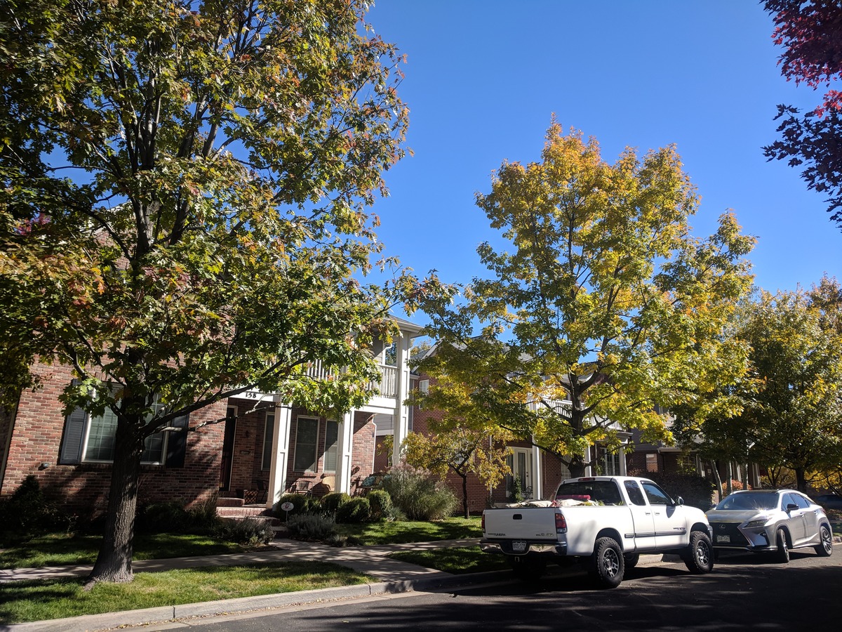 Top Trees for Your Colorado HOA