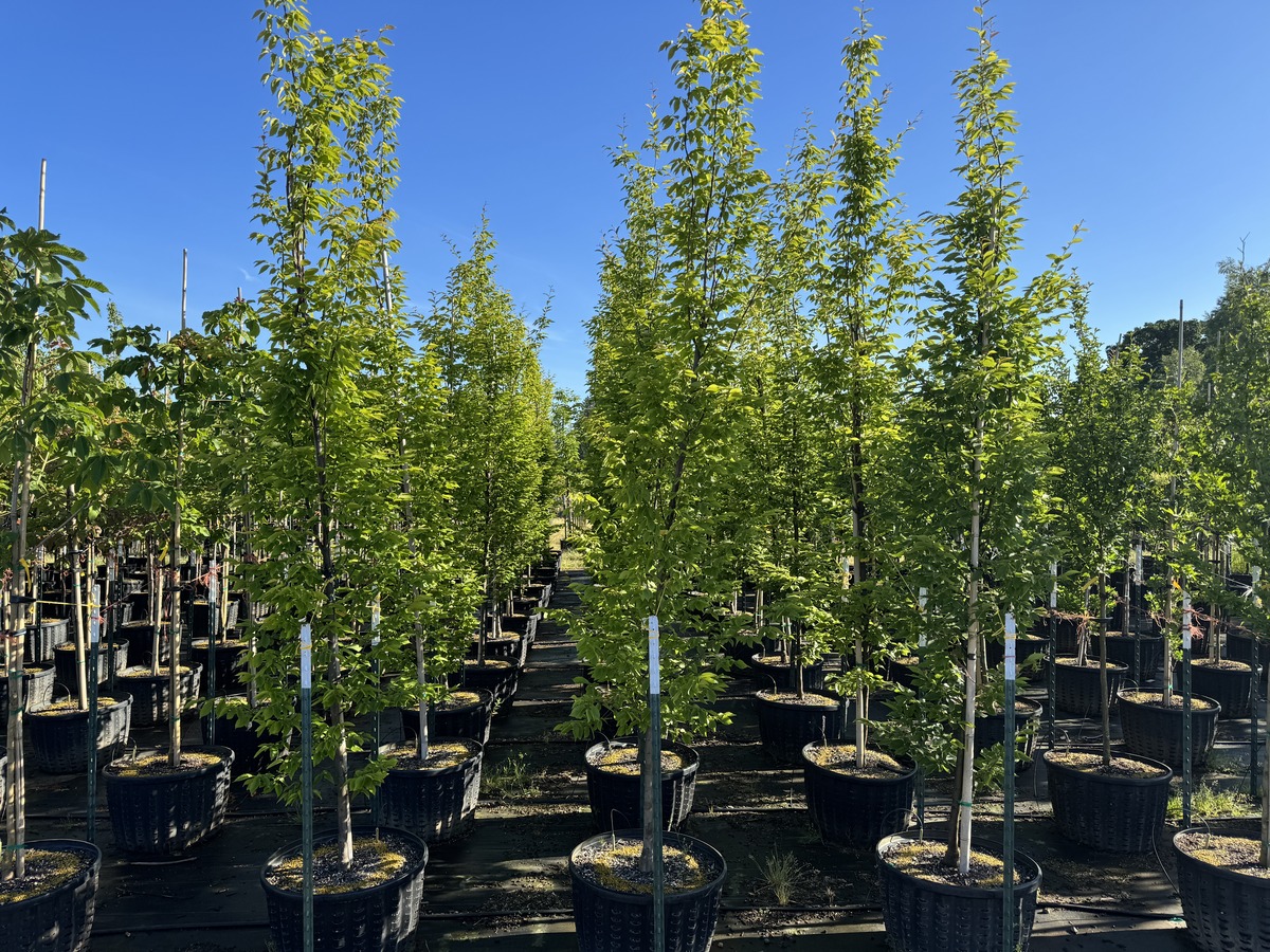 Landscaping Trees: Making the Right Choices at the Tree Nursery