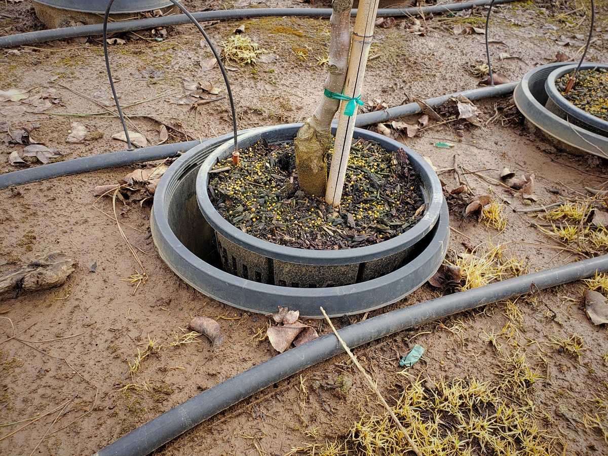 Understanding Air Pruning and Tree Root Health
