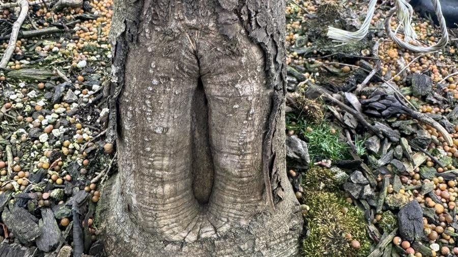 Tree Diseases: A Closer Look at Tree Canker Tree