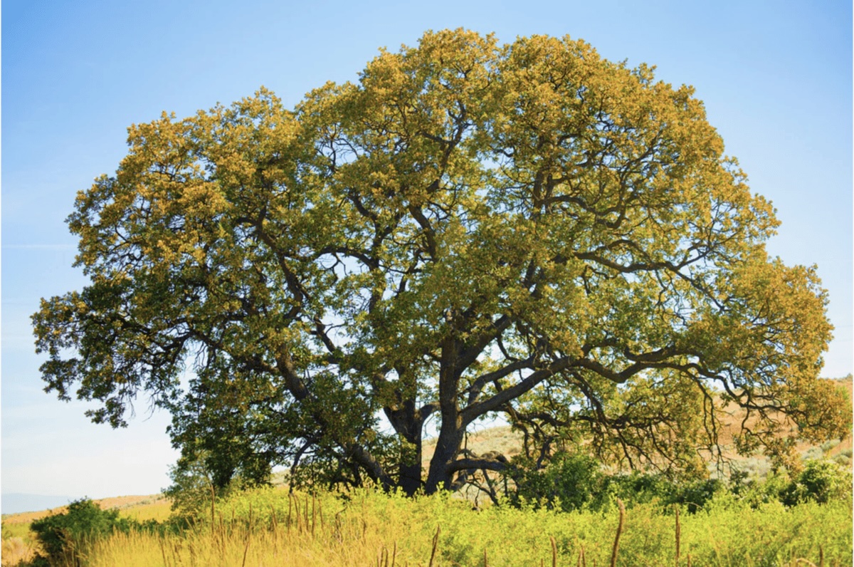 Pacific Northwest Trees: Choosing the Best Nursery Trees