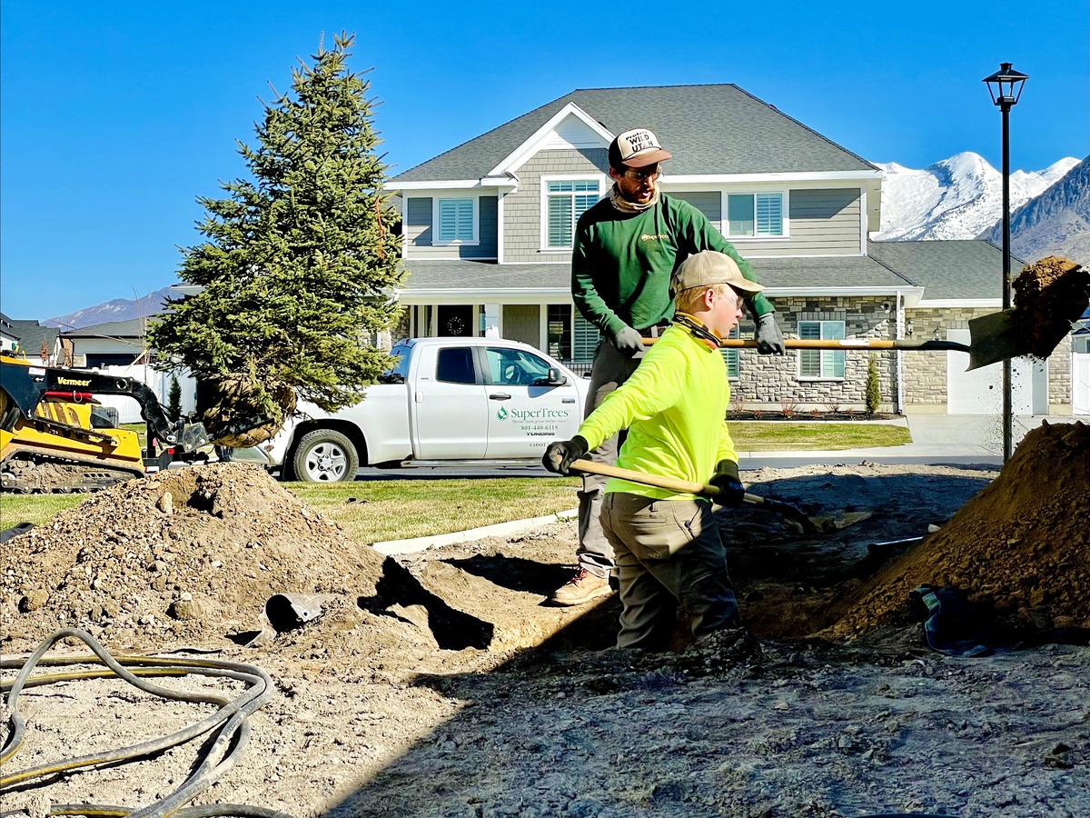 Top Tree Care Tips for HOAs